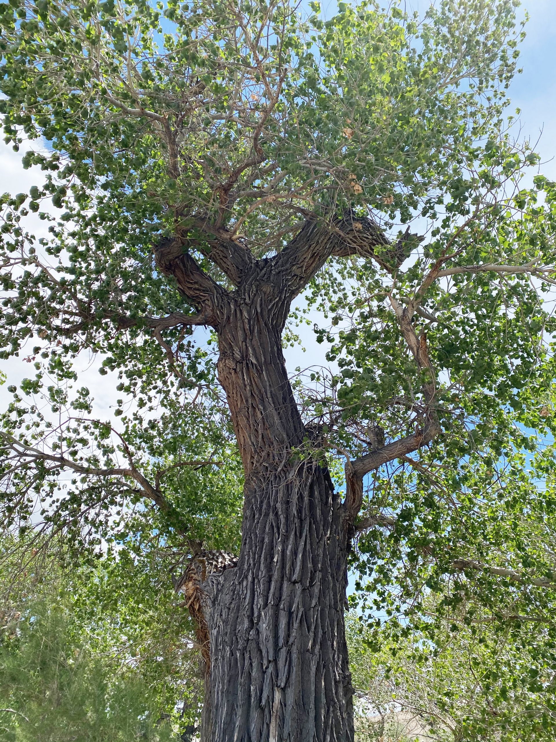 A River Runs Thru It